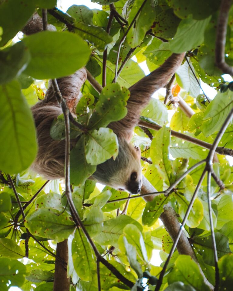 Bogarin Trail: Best Place to See Sloths in La Fortuna - Hungariandreamers