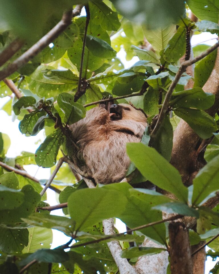 Bogarin Trail: Best Place to See Sloths in La Fortuna - Hungariandreamers
