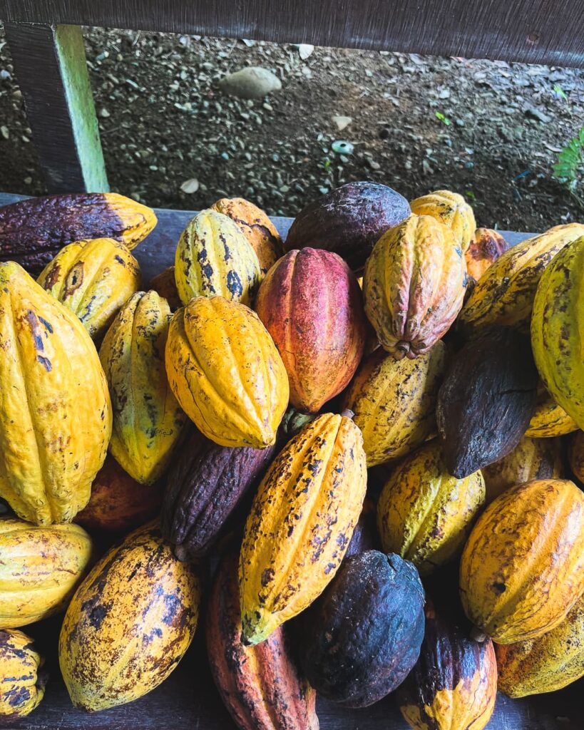 The Best Chocolate Tour in Costa Rica - Hungariandreamers