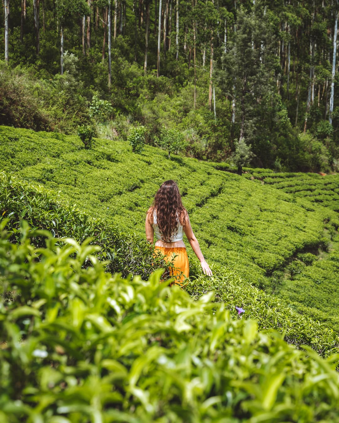 The Ultimate Guide: Kandy to Ella Train, Sri Lanka - Hungariandreamers