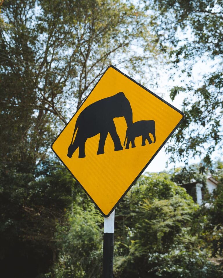 The Ultimate Guide to Visiting Yala National Park, Sri Lanka - Hungariandreamers