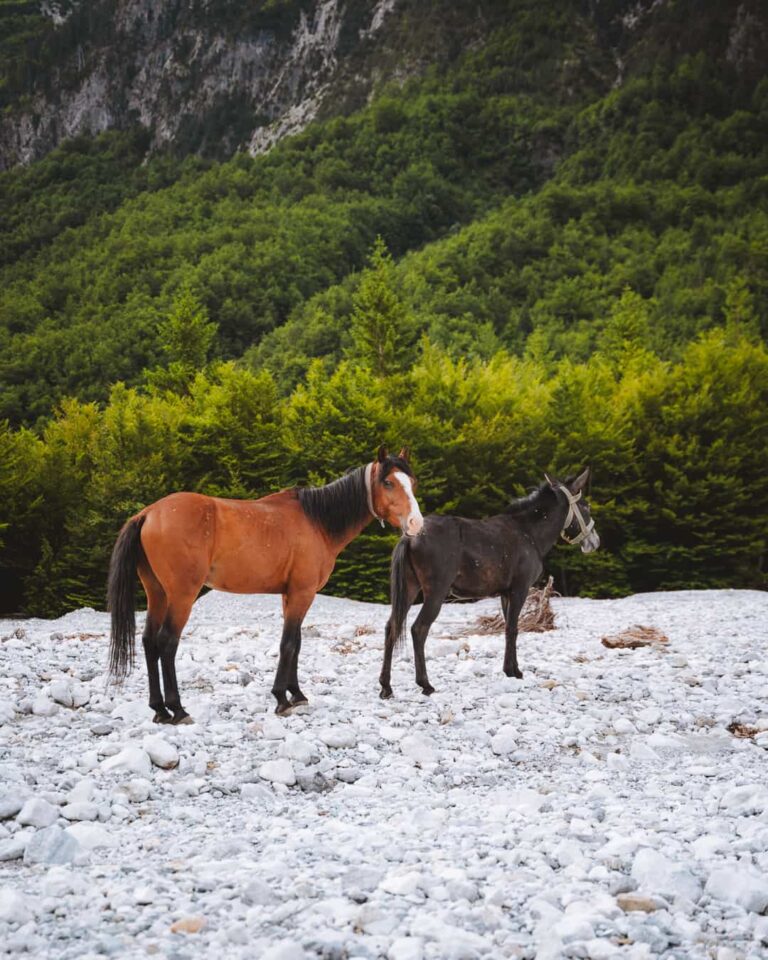 Valbona Pass: How to Hike from Valbona to Theth (+Map) - Hungariandreamers